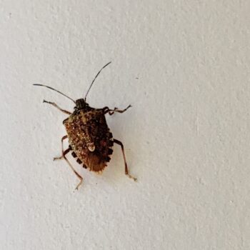 Keep Stink Bugs Out - The Pest Defense for Healthy Schools